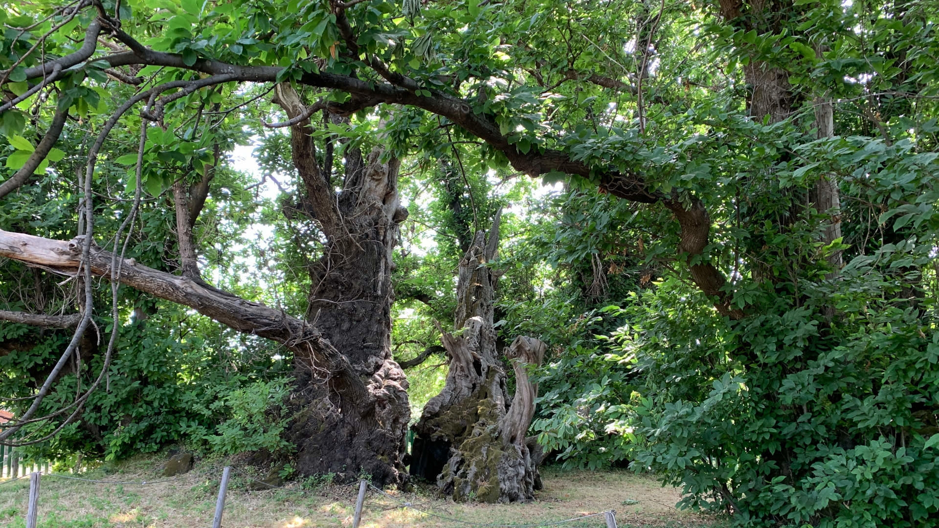 E' un monumentale castagno siciliano l'albero vincitore "Tree of the ...